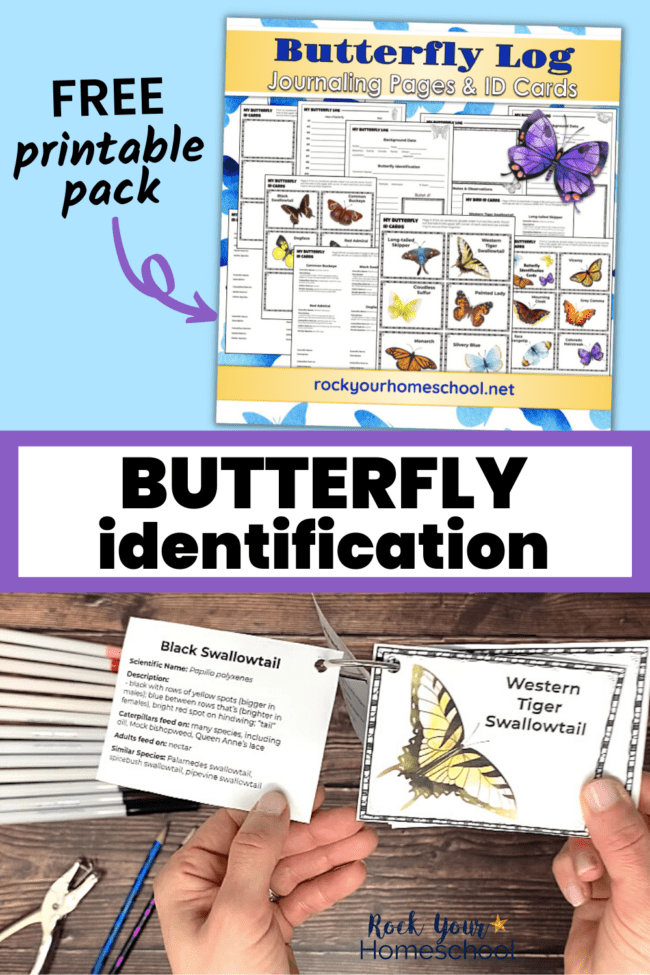 Life Cycle of a Butterfly Project (Free Printable 3D Diorama)