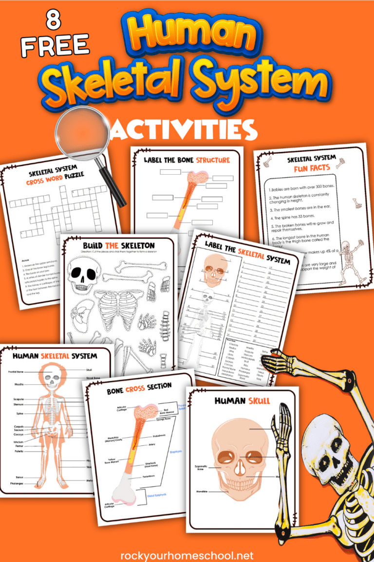 Human Skeletal System Activities: 5 Cool Ways (+ Free Printables)