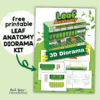 Leaf Anatomy Worksheets Set - Rock Your Homeschool