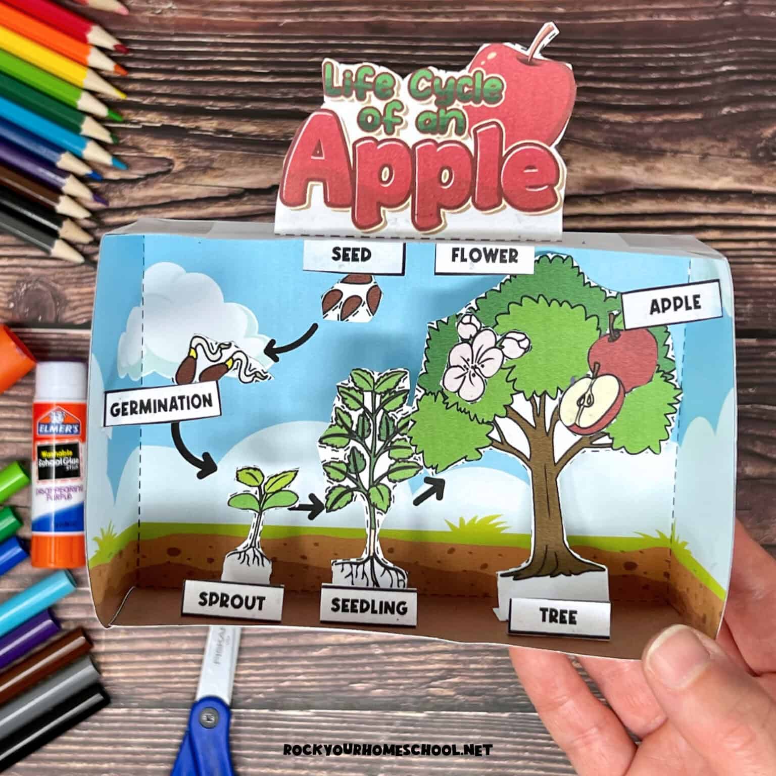 Life Cycle Of Apple Tree: Creative Diorama Activity (Free) - Rock Your ...