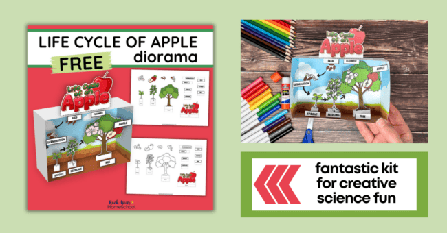 Life Cycle Of Apple Tree: Creative Diorama Activity (Free) - Rock Your ...
