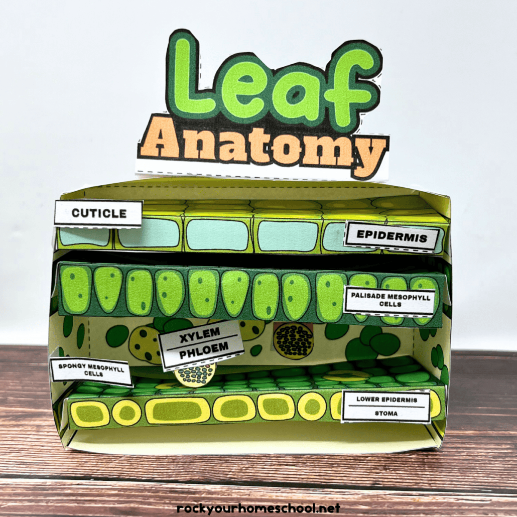 Leaf Anatomy Worksheet