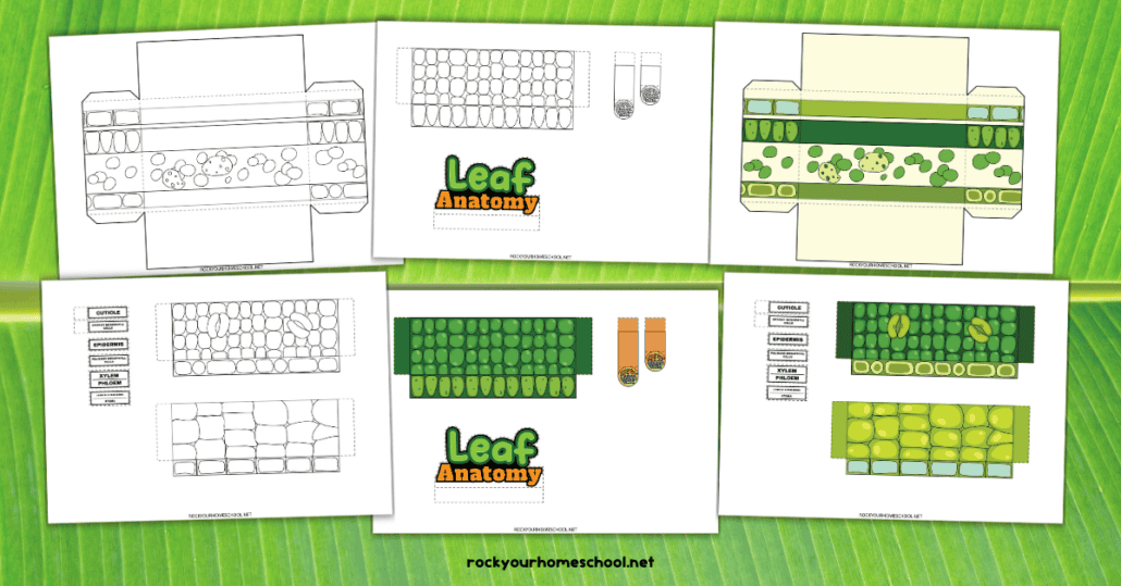 Leaf Anatomy Worksheet Set for Diorama Fun and More (Free)- Rock Your ...