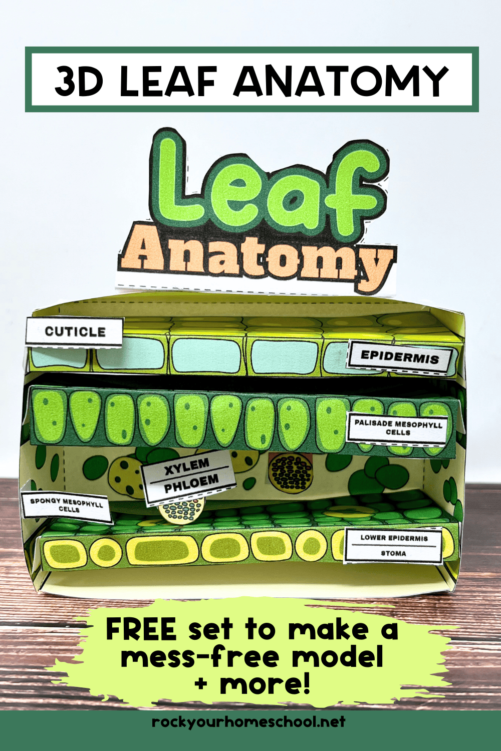 Leaf Anatomy Worksheet Set for Diorama Fun and More (Free)- Rock Your ...