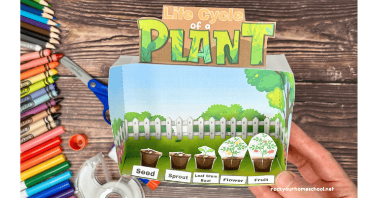 Plant Life Cycle Project: Free Printable Diorama Kit - Rock Your Homeschool