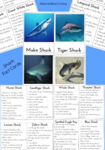 16 Shark Printables for Kids to Enjoy Fun & Free Activities- Rock Your ...