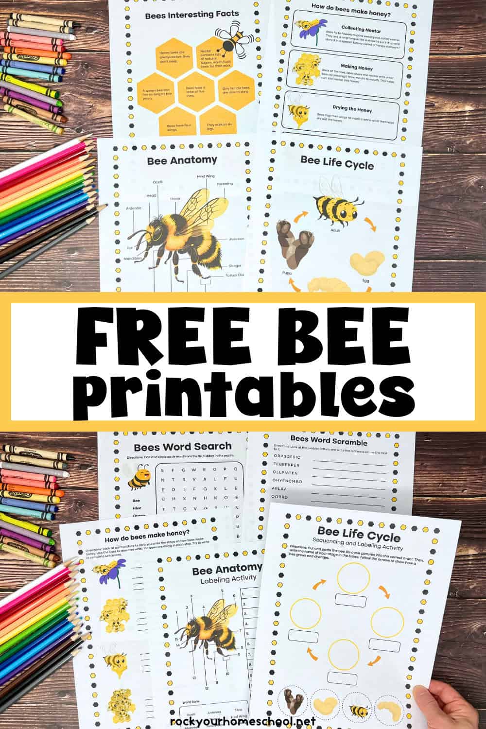 Free Bee Printables: 8 Activities For Fun (with Answer Key)- Rock Your ...