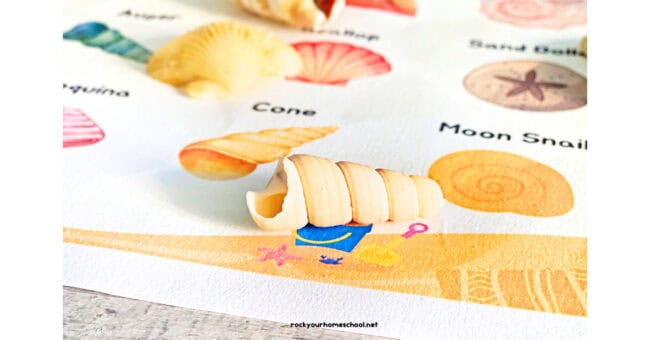 Seashell Scavenger Hunt for Sensational Fun with Kids (Free)- Rock Your ...