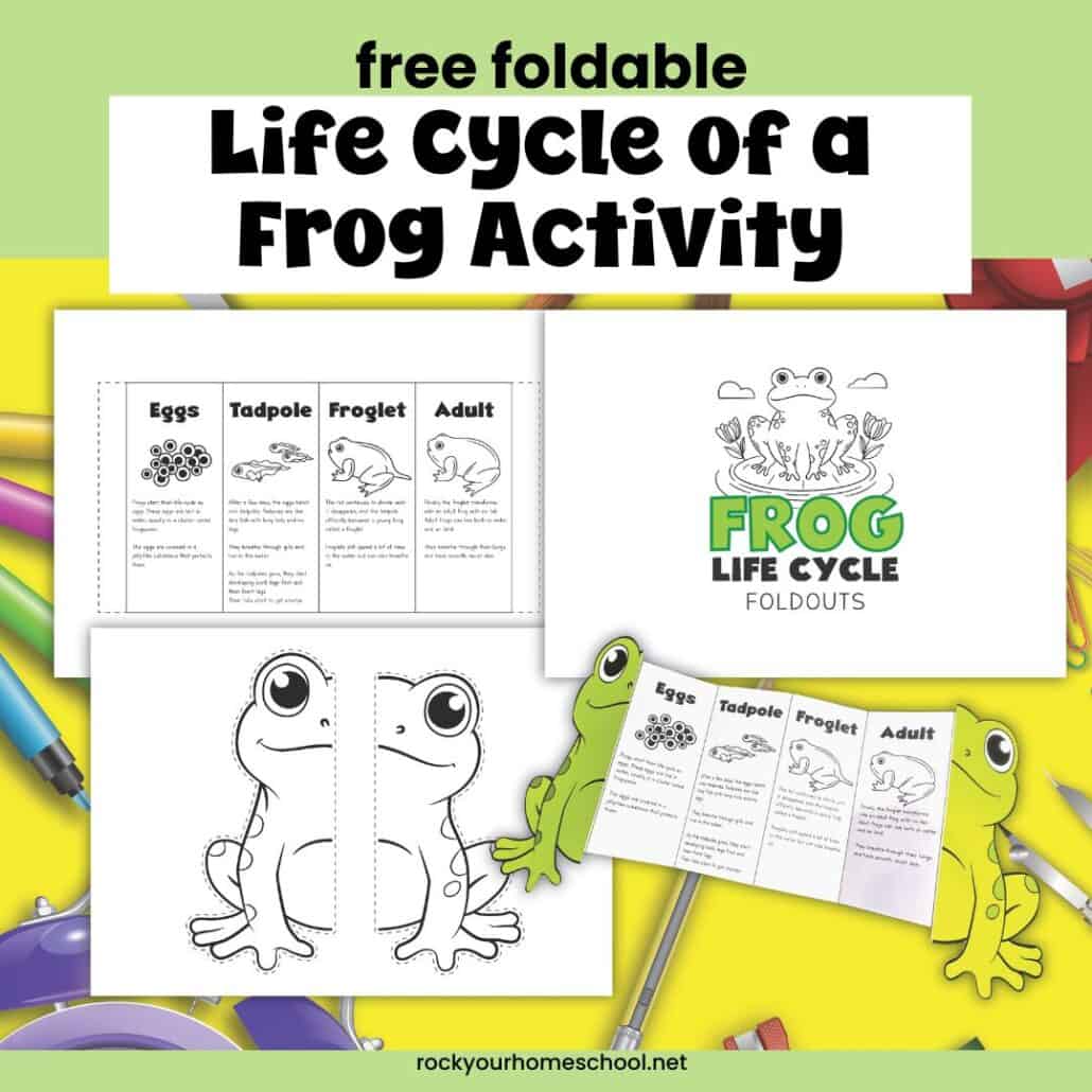 Life Cycle of a Frog Activity with Free Foldable- Rock Your Homeschool