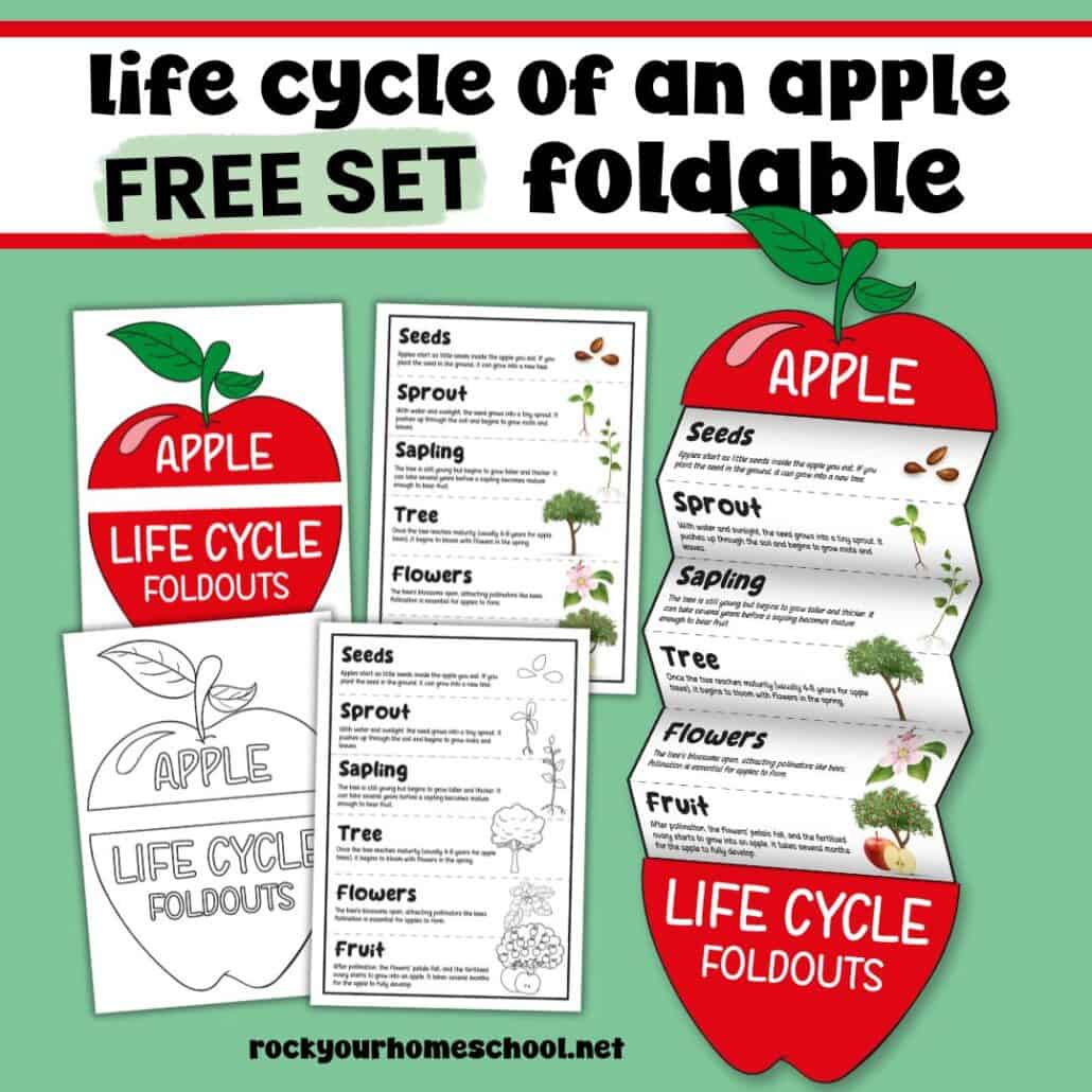Apple Life Cycle Printable Activity for Learning Fun (Free)- Rock Your ...