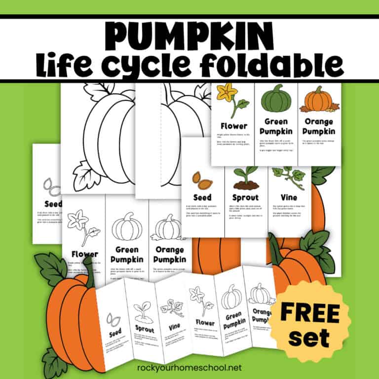 Pumpkin Life Cycle Activity for a Fun Science Foldable (Free)- Rock ...