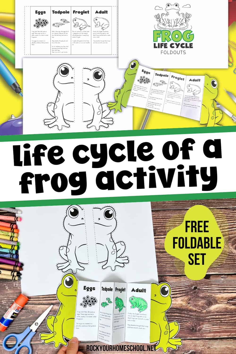 Life Cycle of a Frog Activity with Free Foldable- Rock Your Homeschool