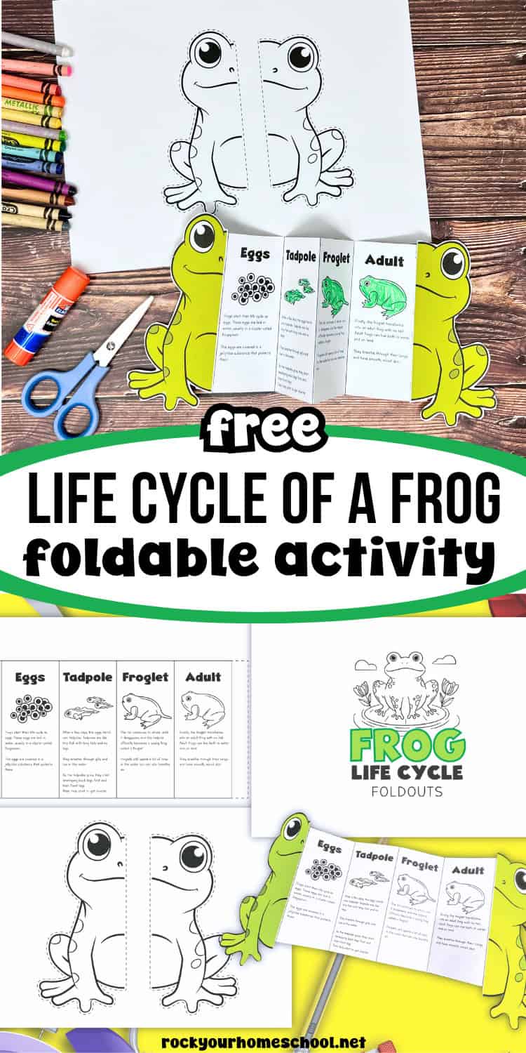 Life Cycle of a Frog Activity with Free Foldable- Rock Your Homeschool