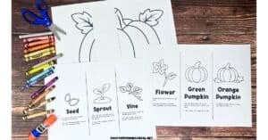 Pumpkin Life Cycle Activity for a Fun Science Foldable (Free)- Rock ...