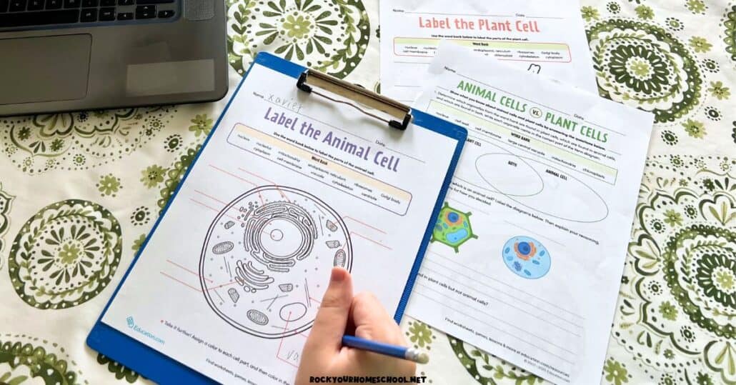 Best 6th Grade Worksheets To Easily Boost Learning At Home - Rock Your ...
